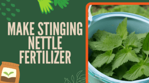 Make Stinging Nettle Fertilizer - 7 Easy Steps