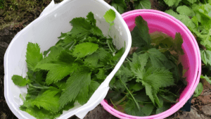 Make Stinging Nettle Fertilizer - 7 Easy Steps