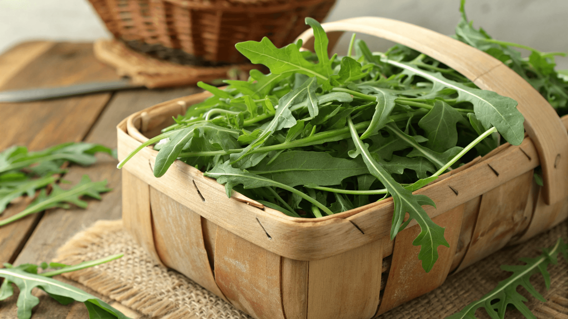 How to Grow Arugula at Home (Beginner-Friendly Guide)