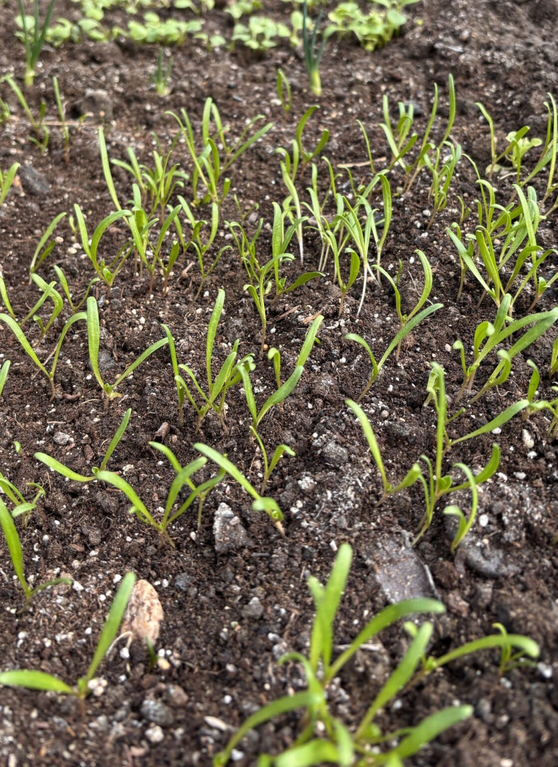 How to Grow Spinach From Seed (When to Plant, Germination Tips & Care ...